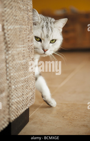 British cat on sofa Stock Photo - Alamy