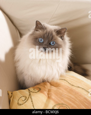 Birman cat on a sofa Stock Photo - Alamy
