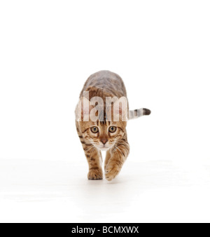 cat - creeping - cut out Stock Photo - Alamy