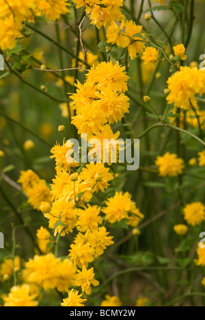 Japanese rose, Kerria japonica 'Pleniflora', Close view of one yellow ...