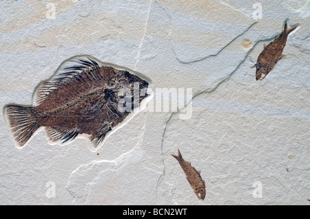 Fossil of extinct perch fish (Priscacara sp) from the Eocene period ...