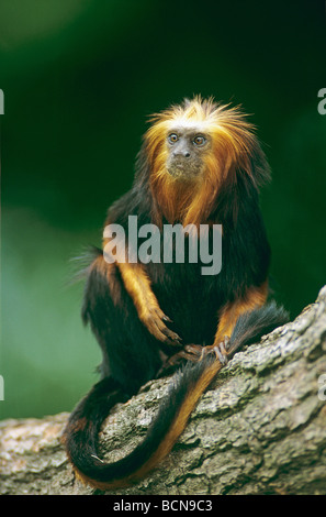Golden lion tamarins sit on a branch as students plant tree seedlings ...