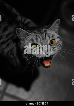 evil looking british shorthair cat walking towards camera outdoors on ...