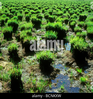 Mudanjiang Marshland in summer, Mudanjiang, Heilongjiang Province ...