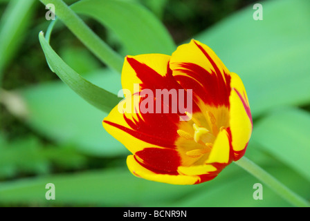 Tulpe rot gelb - tulip red yellow 07 Stock Photo - Alamy