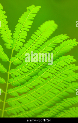 A selective focus shot of a green fern plant branch in an autumn forest ...