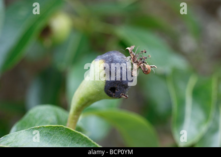 pear midge (Contarinia pyrivora) fruitlet with external signs of attack ...