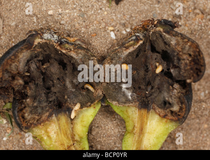 pear midge (Contarinia pyrivora) fruitlet with external signs of attack ...
