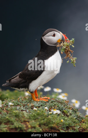 Puffin with nest material Stock Photo - Alamy