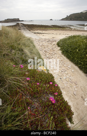 Wildflowers and beach Longis bay causeway and fort Alderney Channel ...