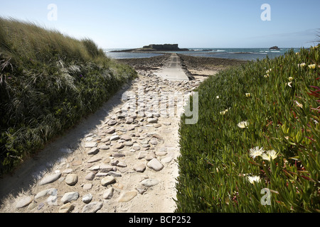 Wild flowers and beach Longis bay causeway and fort Alderney Channel ...