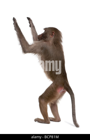 Side view of baboon standing on field at Serengeti National Park Stock ...