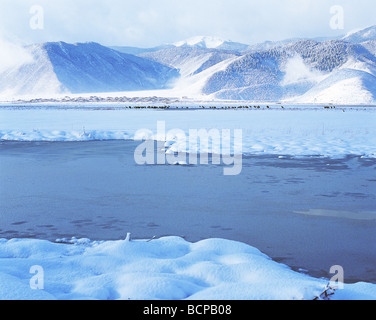 Dramatic landscape of Napahai Lake in summer, Shangri-la County, DiQing ...