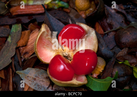 Fruit of Small leaved Tamarind or Diploglottis campbellii Stock Photo ...