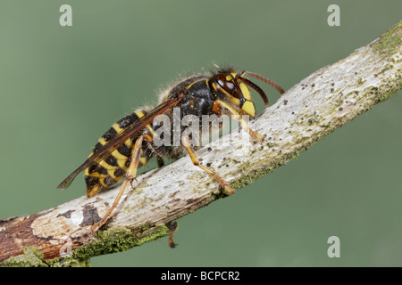 Dolichovespula saxonica, Saxon wasp Stock Photo - Alamy