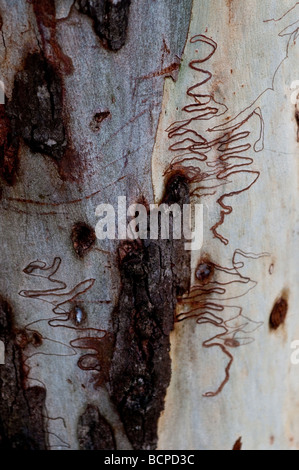Australian Scribbly Gum Bark Stock Photo - Alamy