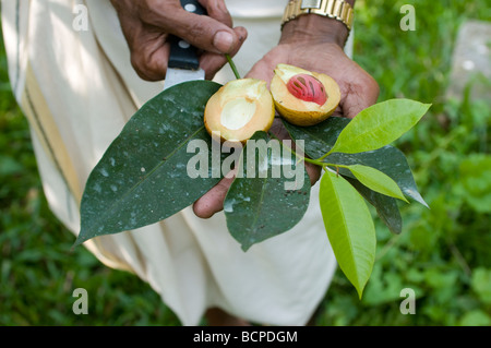 nutmeg seed with red mace ; spice plant Stock Photo - Alamy