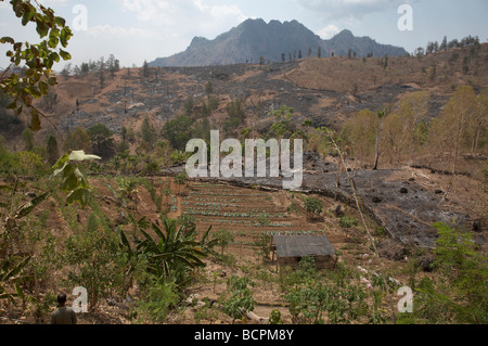 TIMOR LESTE Vegetable and fruit garden, communally farmed, in Kutepe ...