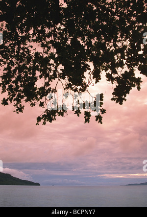 A vertical shot of a tree silhouette under a sunset sky in Atacama ...