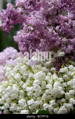 Branch of lilac lilies on a background of bright blue sky. Horizontal ...