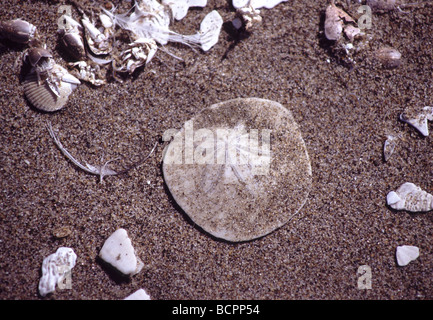 Sand dollar (Dendraster excentricus) shells (endoskeletons) on Sand ...