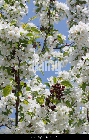 Common Malus Floribunda Japanese Crabapple Rosaceae tree blooming with ...