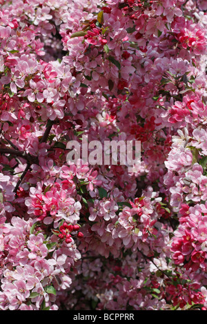 Malus floribunda, Ornamental crabapple Stock Photo - Alamy