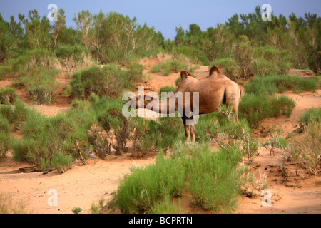 Saxaul, Sacsaoul or Saksaul (Haloxylon ammodendron) bush, Kisil Kum ...