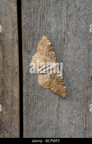 Common Pug moth Eupithecia vulgata Stock Photo - Alamy