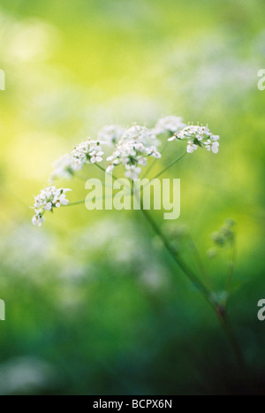 Cow parsley white dainty flowers, Anthriscus sylvestris, natural ...