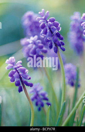 Muscari - grape hyacinth flower, group of flowers on blurred background ...