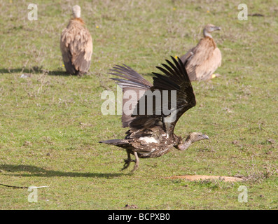 Juvenile Ruppells Vulture Gyps rueppelli in flight Tarifa Spain showing ...