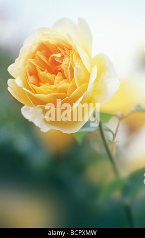 single yellow rose in bloom Stock Photo - Alamy