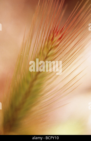 wall barley (Hordeum murinum Stock Photo - Alamy