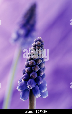 Blue muscari flowers (Grape hyacinth) in vintage ceramic vase. Home ...