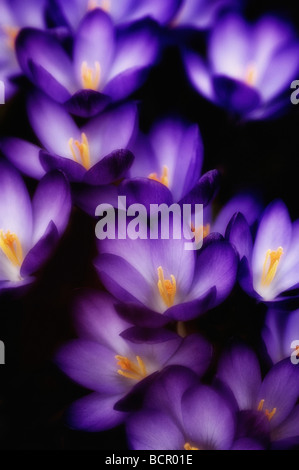Crocus bulb and flower Stock Photo - Alamy