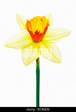 Narcissus "Salome" Daffodil flower Stock Photo - Alamy