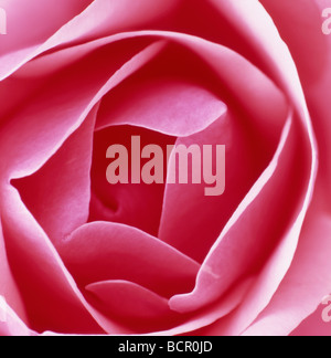 Top view of the rose flower. Close-up a beautiful flower with raindrops ...