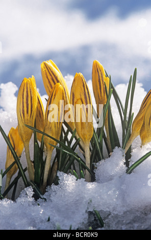 Yellow crocus flower in the snow Stock Photo - Alamy