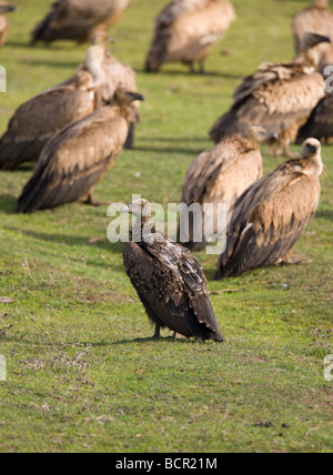 Juvenile African Rüppell's Vulture (Gyps rueppellii) feeding on part of ...