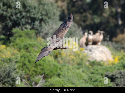 Juvenile Ruppells Vulture Gyps rueppelli in flight Tarifa Spain showing ...