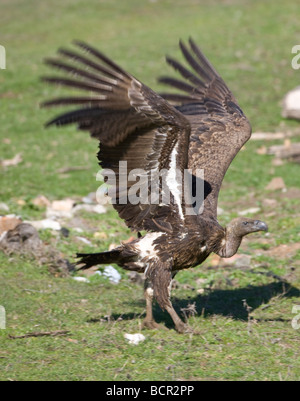Juvenile Ruppells Vulture Gyps rueppelli stood with Griffon Vultures ...