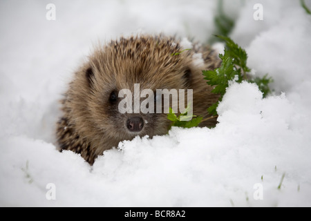 hedgehog in snow Stock Photo - Alamy