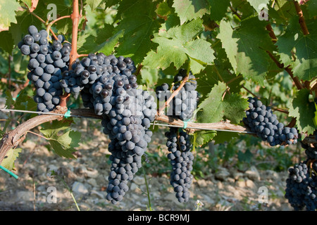 Sangiovese Chianti Classico grapes ripe for picking at Pontignano in ...