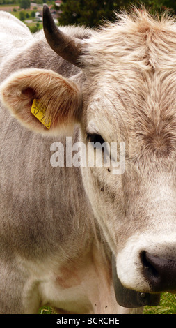 milker on grazing land in Bavaria,Germany Stock Photo - Alamy