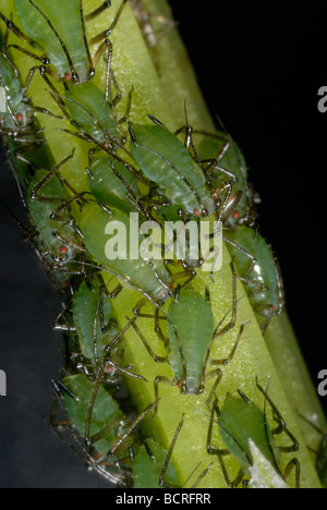 Vetch aphid Megoura viciae infestation on a broad bean stem Stock Photo ...