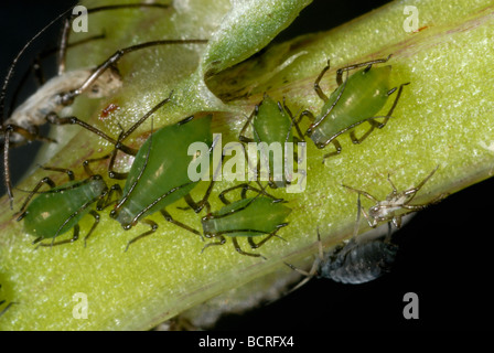 Vetch aphid Megoura viciae infestation on a broad bean stem Stock Photo ...