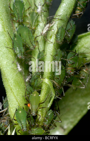Vetch aphid Megoura viciae infestation on a broad bean stem Stock Photo ...