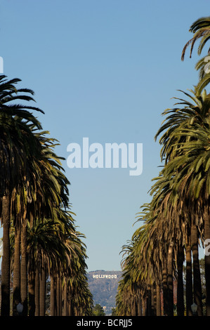 Hollywood Sign with palm trees Stock Photo - Alamy
