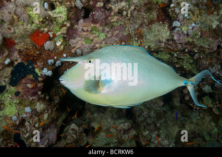 Unicorn Filefish have very sharp splines at the base of their tails ...